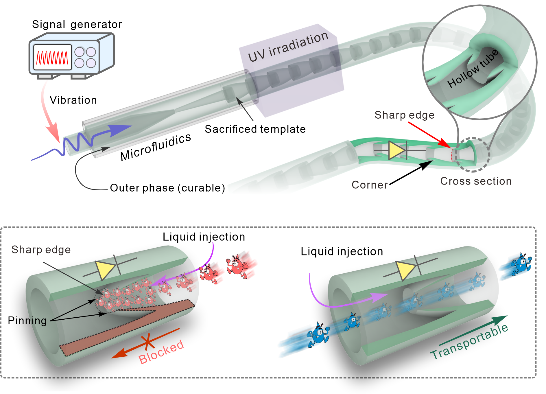 Flexible hemline-shaped microfibers for liquid transport | Chaoyu Yang